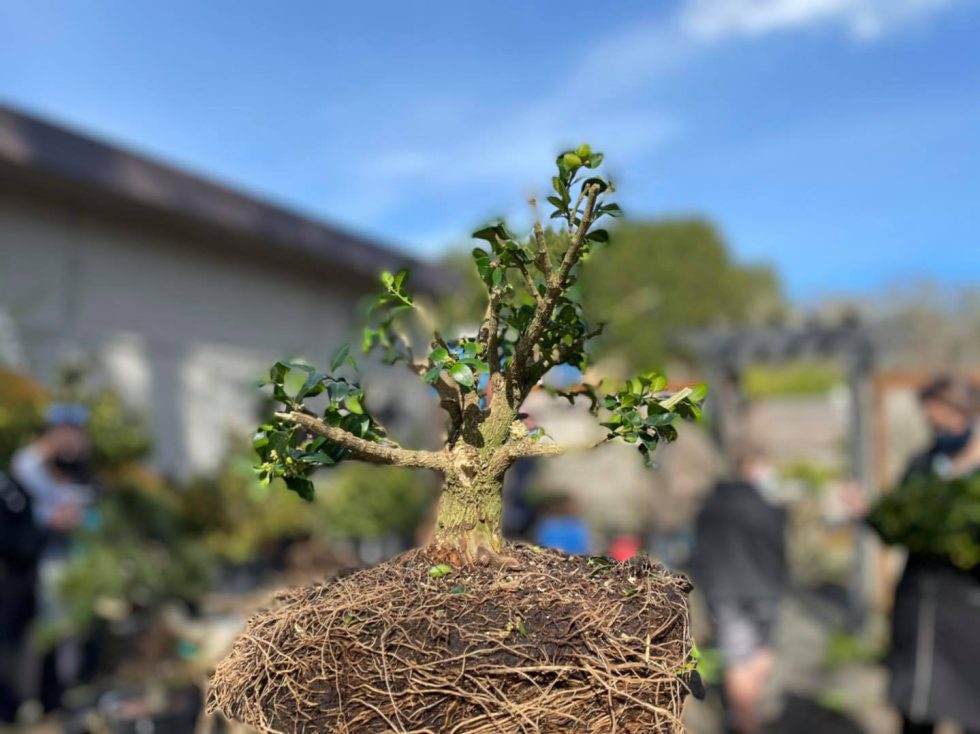 A Bonsai Life Cycle - Urban Oasis Bonsai